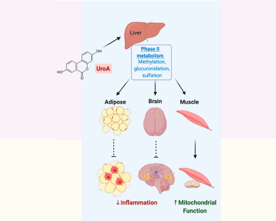 Ellagitannins and Urolithins - Feiolix®