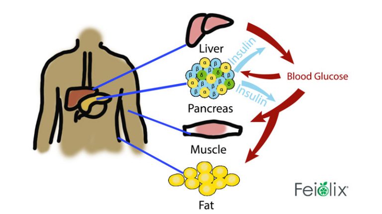 Stimulation of insulin - Feiolix®